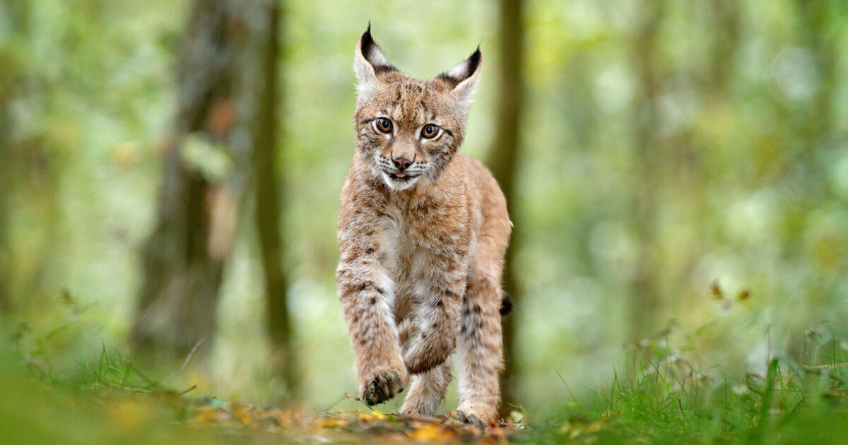 Vår redningspakke for naturen | Framtiden i våre hender